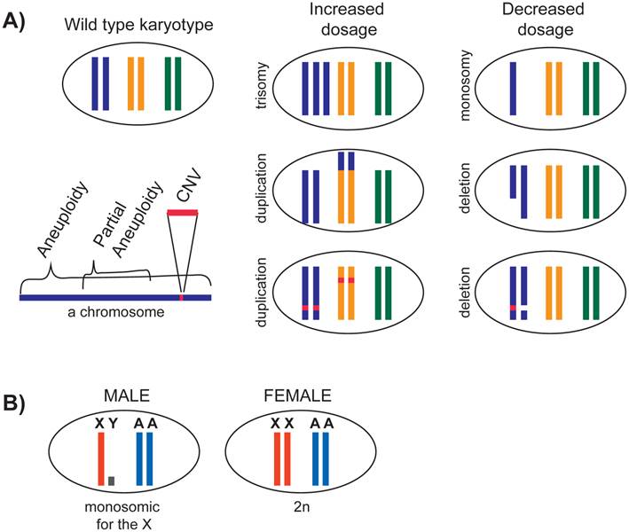 Mechanisms of X Chromosome Dosage Compensation