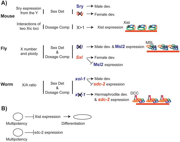 Mechanisms of X Chromosome Dosage Compensation