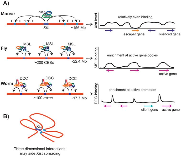 Mechanisms of X Chromosome Dosage Compensation