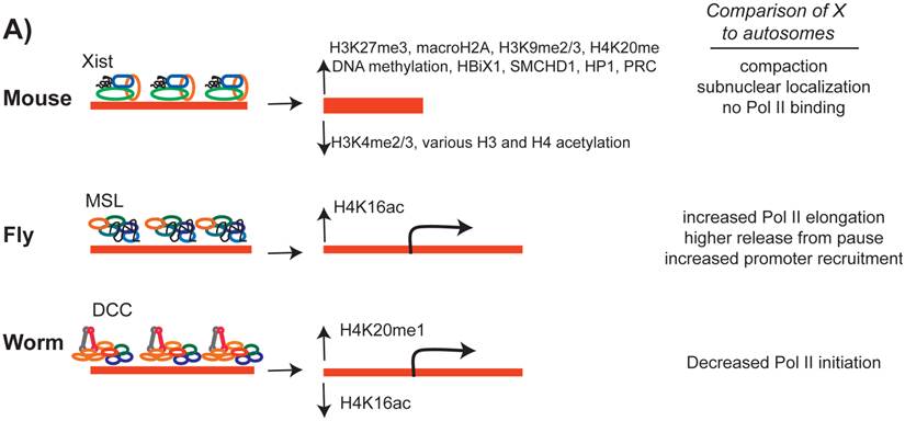 Mechanisms of X Chromosome Dosage Compensation
