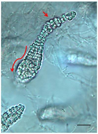 Permanent Draft Genome sequence for Frankia sp. strain CcI49, a ...