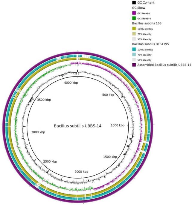 Genome Sequencing and Annotation of Bacillus subtilis UBBS-14 to Ensure ...